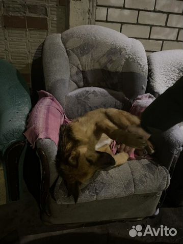 Собаки бесплатно