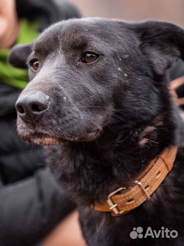 Мушка - необыкновенная собака и счастье для семьи