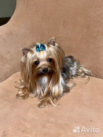 Вязка Мини Йорк