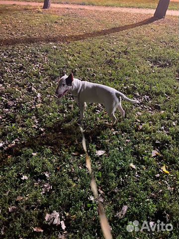 Бультерьер ищет дом