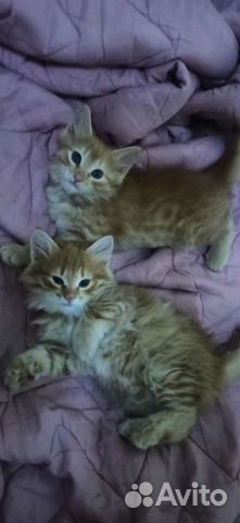 Котята в добрые руки мальчики