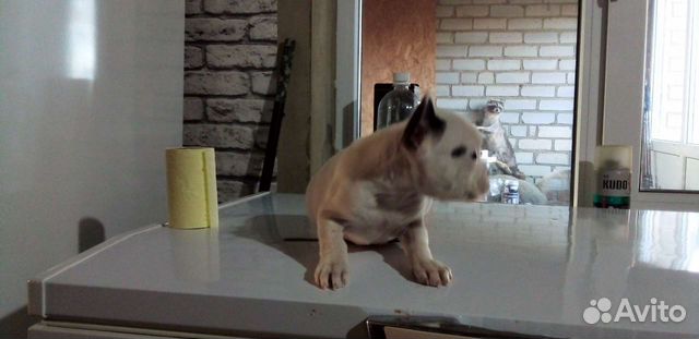 Французик мальчик