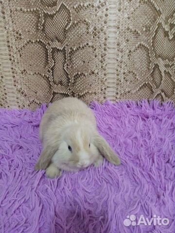 Кролик декоративный барашек