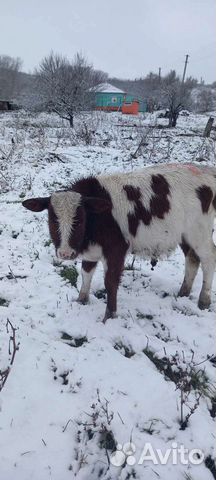 Домашние животные коровы