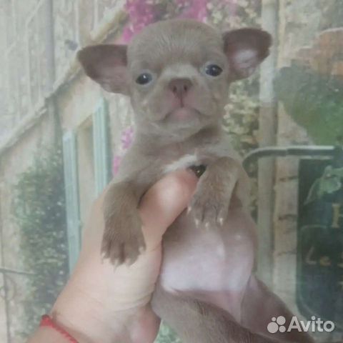 Чихуа девочка