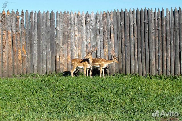 Олени, лани, маралы