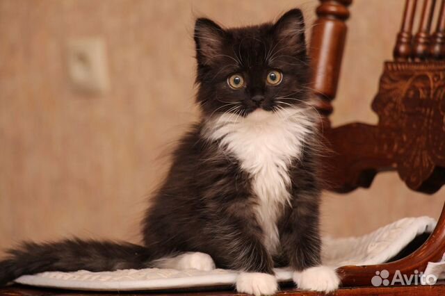 Котенок Санта Клаус в добрые руки