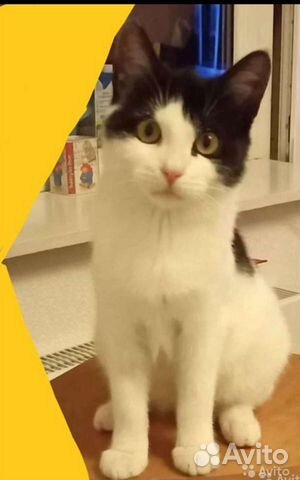 Кисочка Ника В Дар