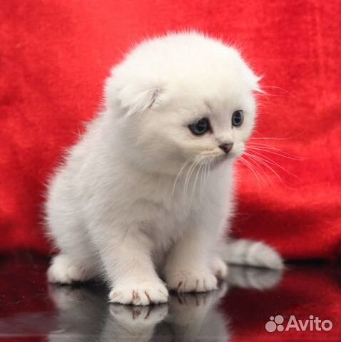 Клубные шотландские белоснежные котята