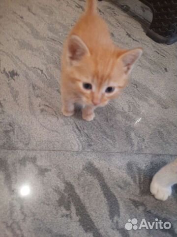 Котята в добрые руки бесплатно