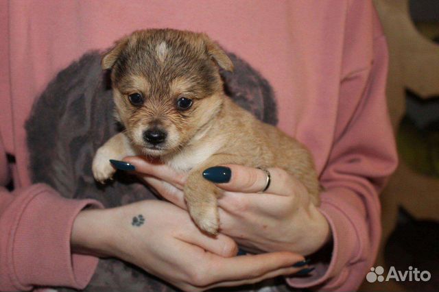 Мальчик Роки в добрые руки