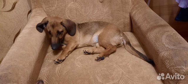 Длинношерстная такса