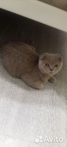 Шотландский вислоухий 4-х месячный котенок