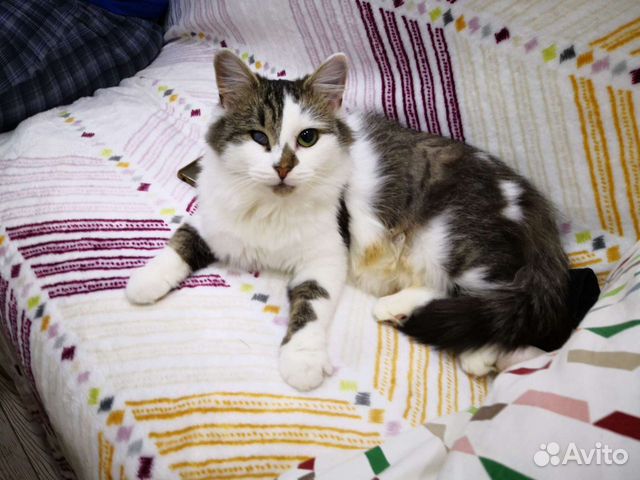 Кошка