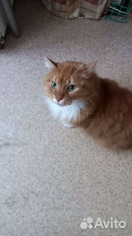 Кот бесплатно в добрые руки