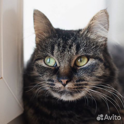 Кошка Ямайка в добрые руки