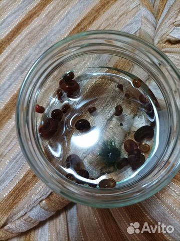 Улитки аквариумные