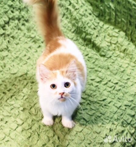 Котенок Пухлик ищет дом