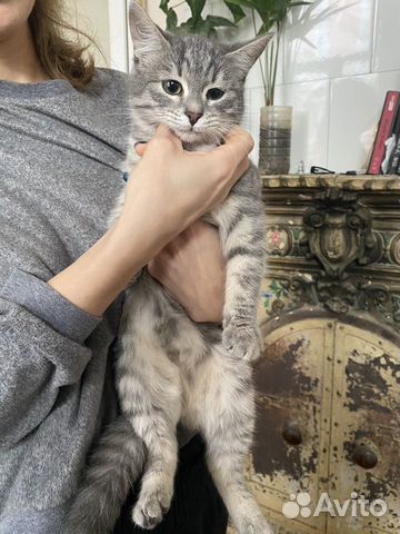 Котёнок ищет дом