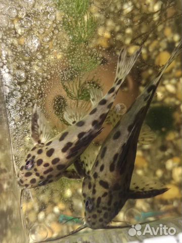 Сом синодонтис отдам в хорошие руки