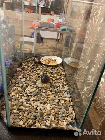 Продам улитки ахатинки и аквариум