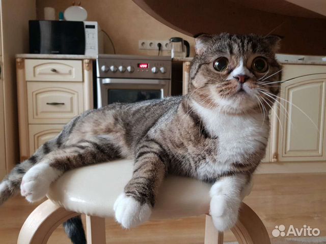 Шотландская скотиш-фолд ищет котика