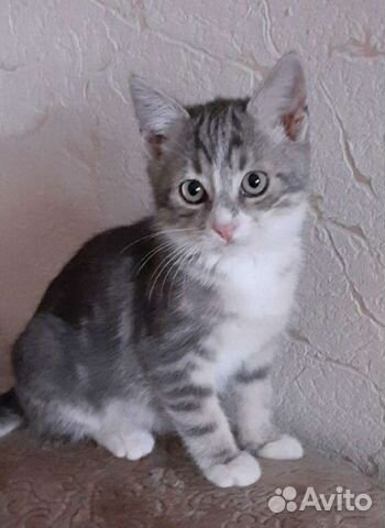 Котенок Сержио