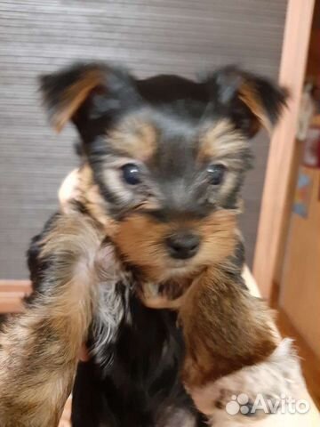 Йоркширский терьер мини щенки