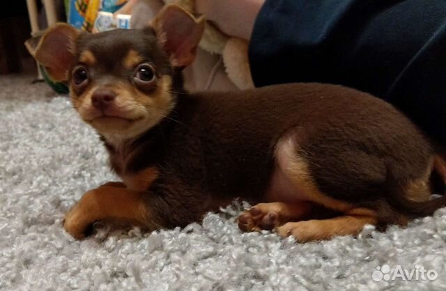 Принцесса Маргоша