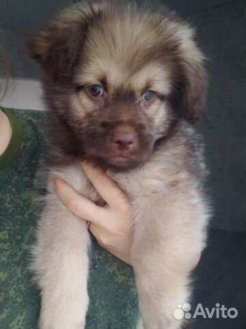 Красотуля-щенуля ищет дом