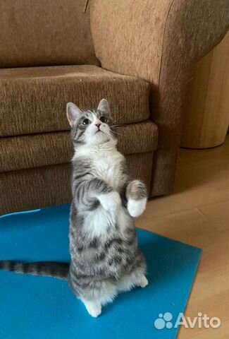 Замечательный котенок ищет дом