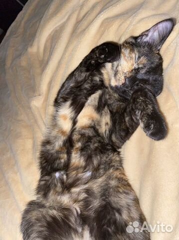 Кошка