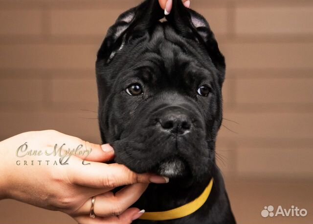 Кане Корсо Гретта