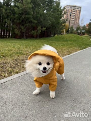 Немецкий шпиц