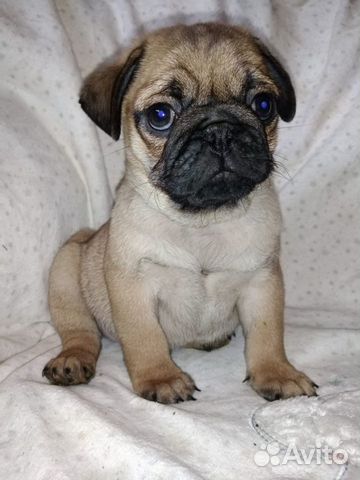 Мопсик мальчуган абрикосик