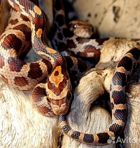 Маисовый полоз