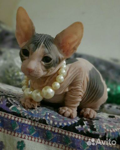 Донской сфинкс-котята