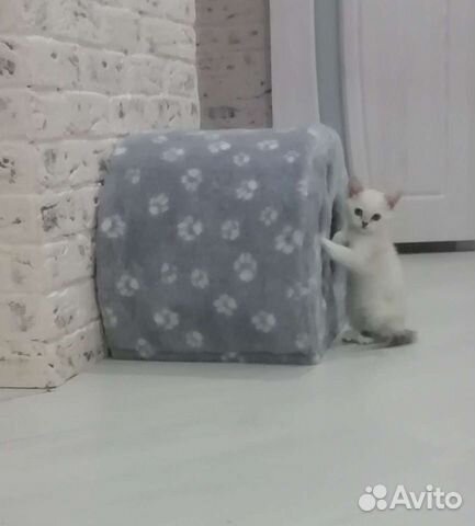 Чистокровная шотландская с голубыми глазами