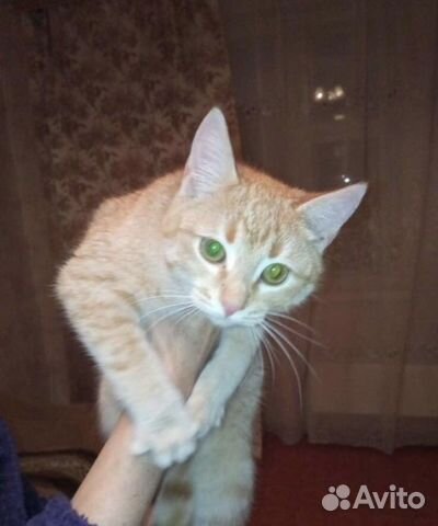 Котенок в хорошие руки