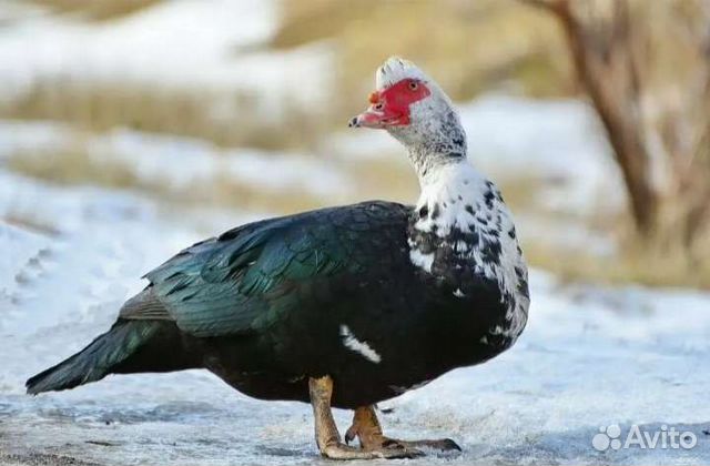 Домашние селезни индоутки