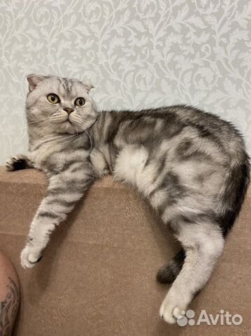 Шотландский кот в добрые руки, кастрирован