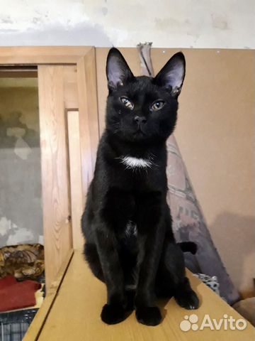 Черный кот в добрые руки