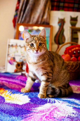 Котёнок Даша, лоток знает