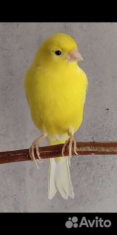 Канарейка девочки