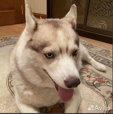 Сибирский хаски