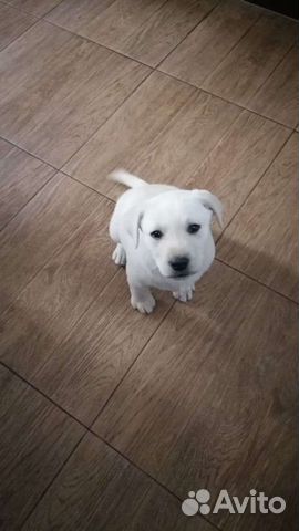 Щенки лабрадора