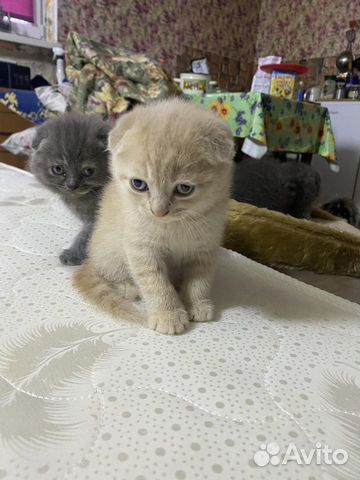 Шотландские котята