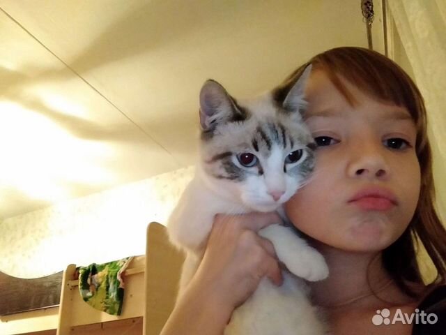 Случка кошки