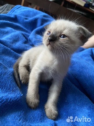 Вислоухий Шотландский котик
