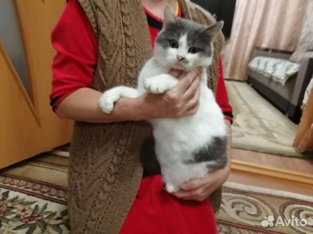 Коты бесплатно в добрые руки, шотландцы